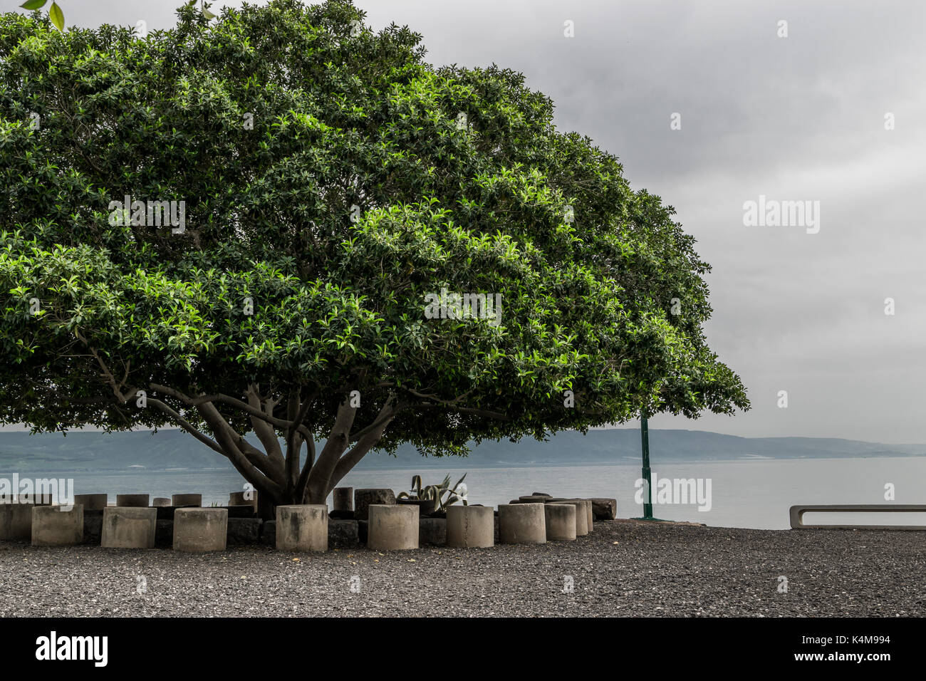 Palm sea of galilee hi-res stock photography and images - Alamy