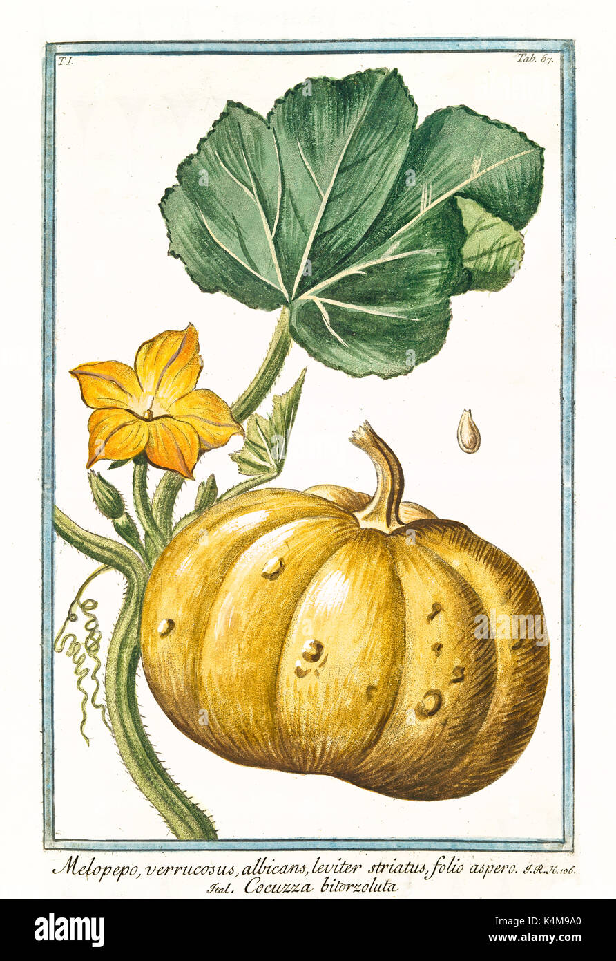 Old illustration of Melopepo verruscosus (Cucurbita pepo). By G ...