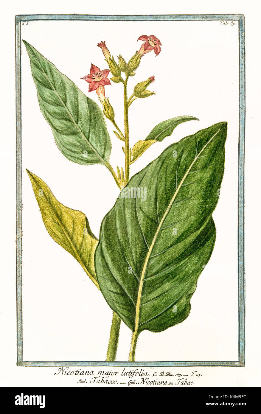 Tobacco plant drawing hi-res stock photography and images - Alamy