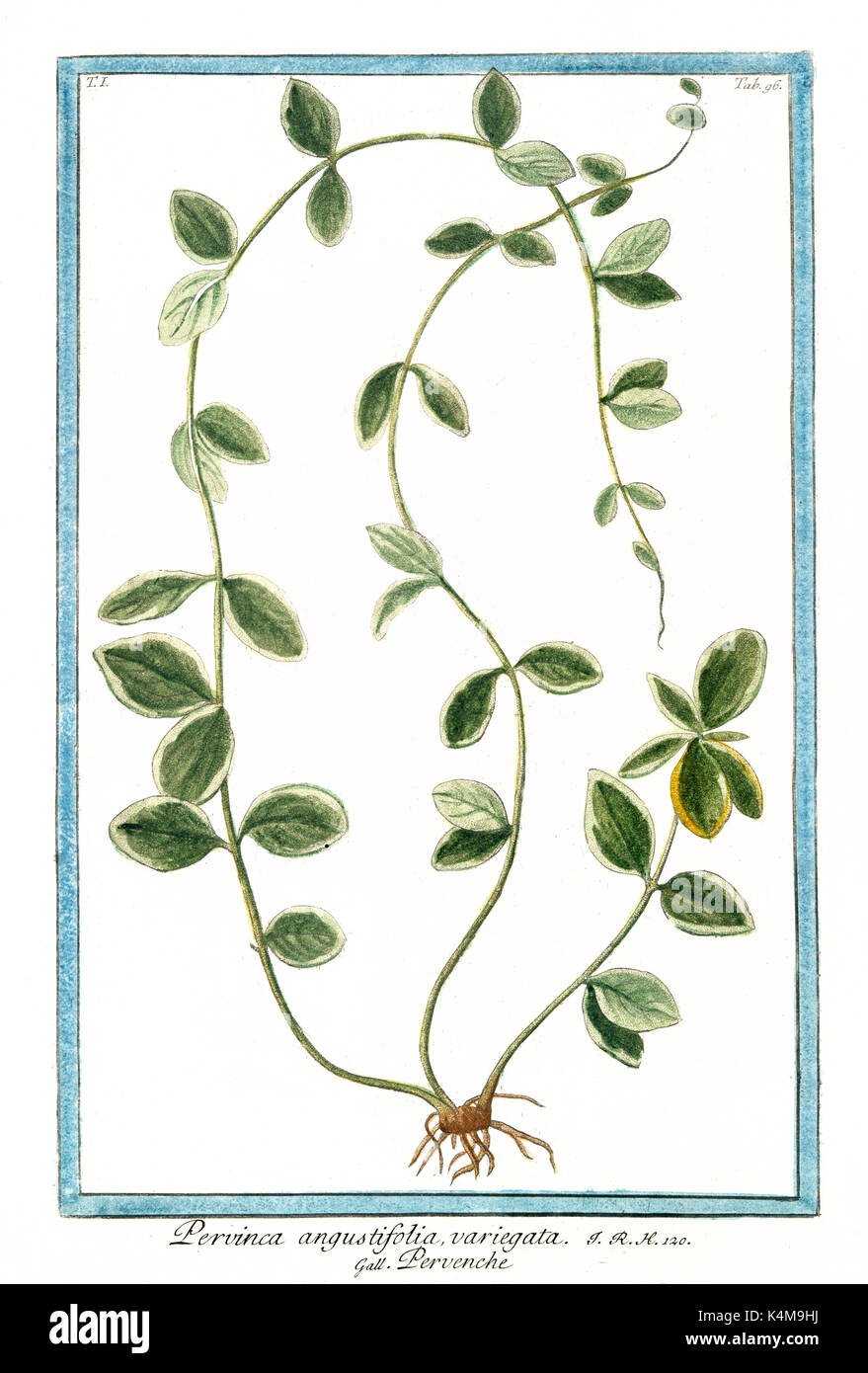 Old illustration of Pervinca angustifolia variegata (Vinca minor). By G ...