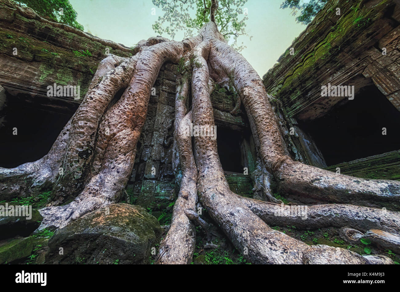 Ta Prohm temple covered in tree roots, Angkor Wat, Cambodia Stock Photo ...