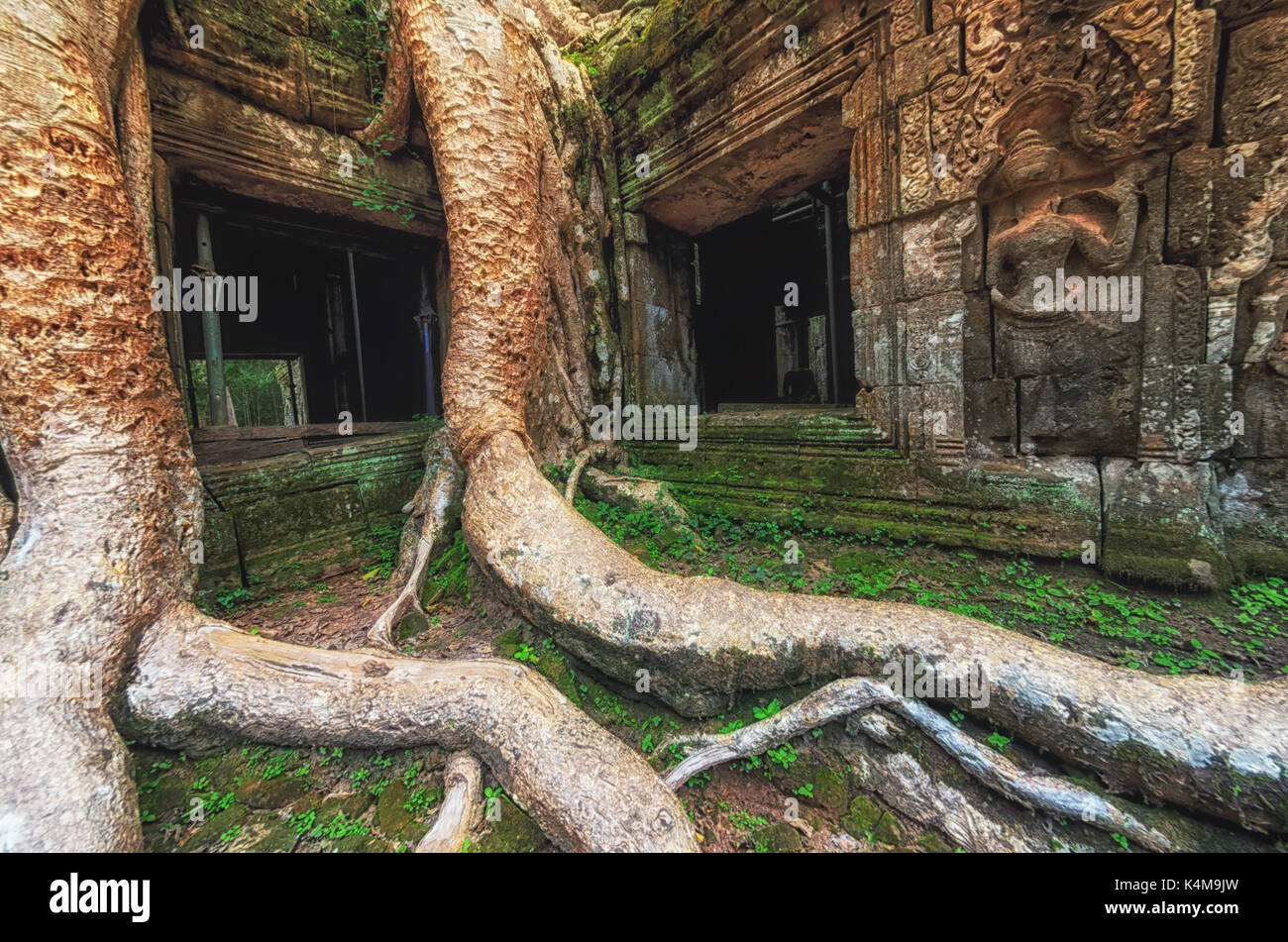 Temple covered in tree roots hi-res stock photography and images - Alamy