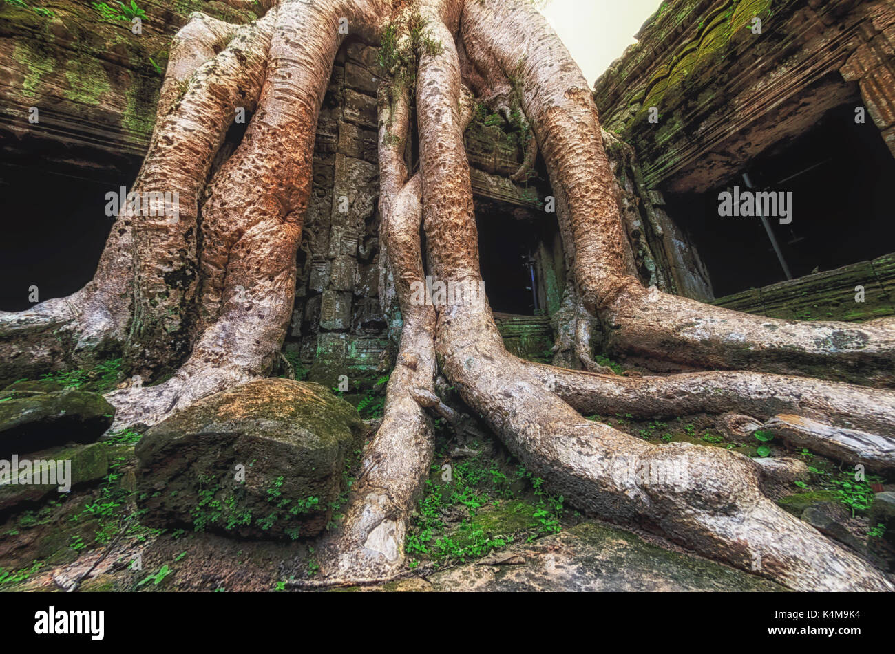 Temple covered in tree roots hi-res stock photography and images - Alamy
