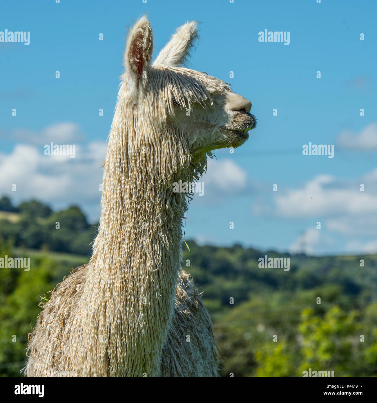 Adult male alpaca hi-res stock photography and images - Alamy
