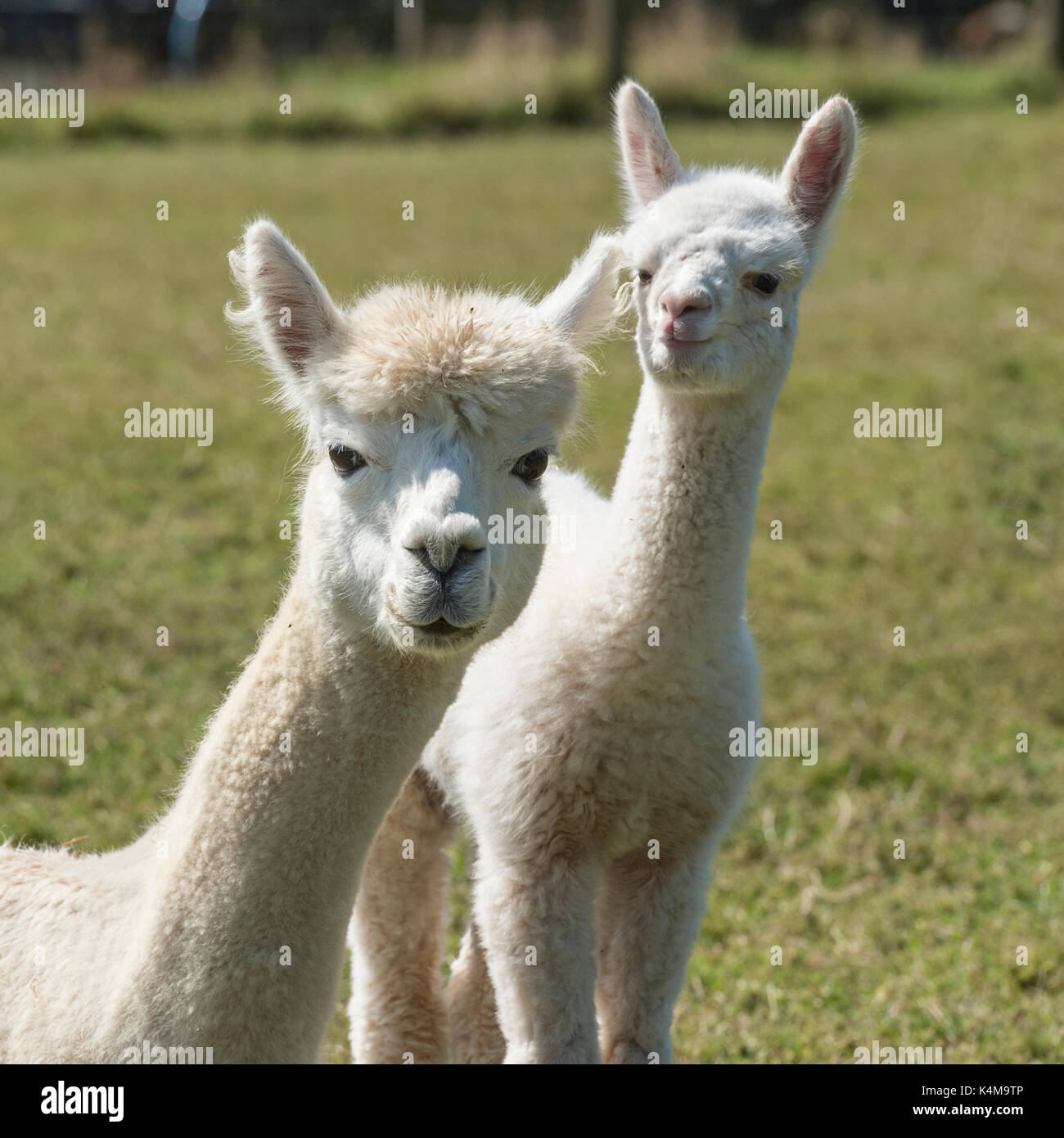 Cria Stock Photos & Cria Stock Images - Alamy
