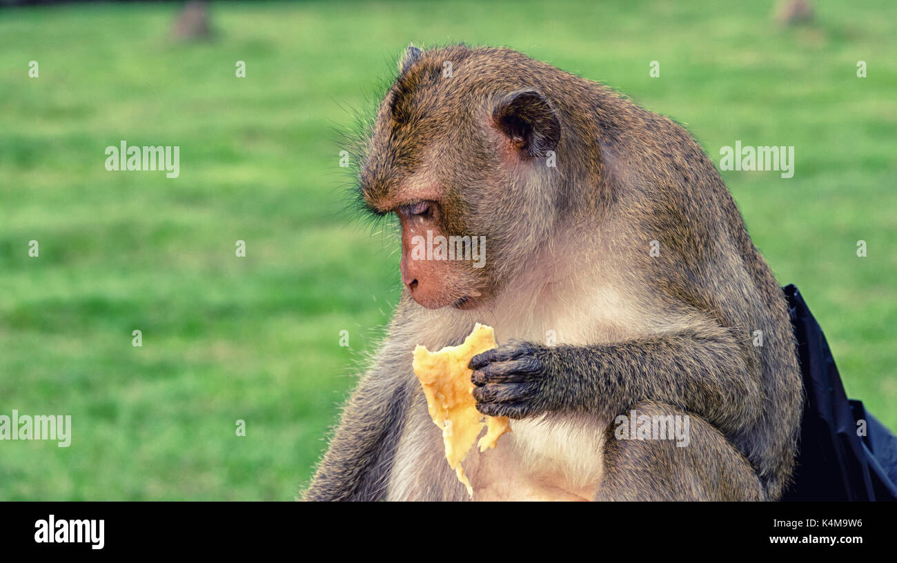 Cambodian long-tail monkey Stock Photo - Alamy