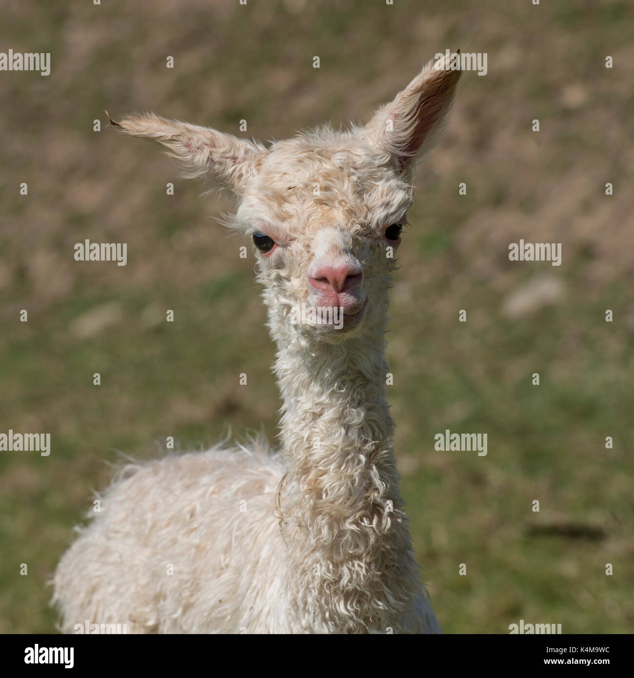 Alpaca baby hi-res stock photography and images - Alamy