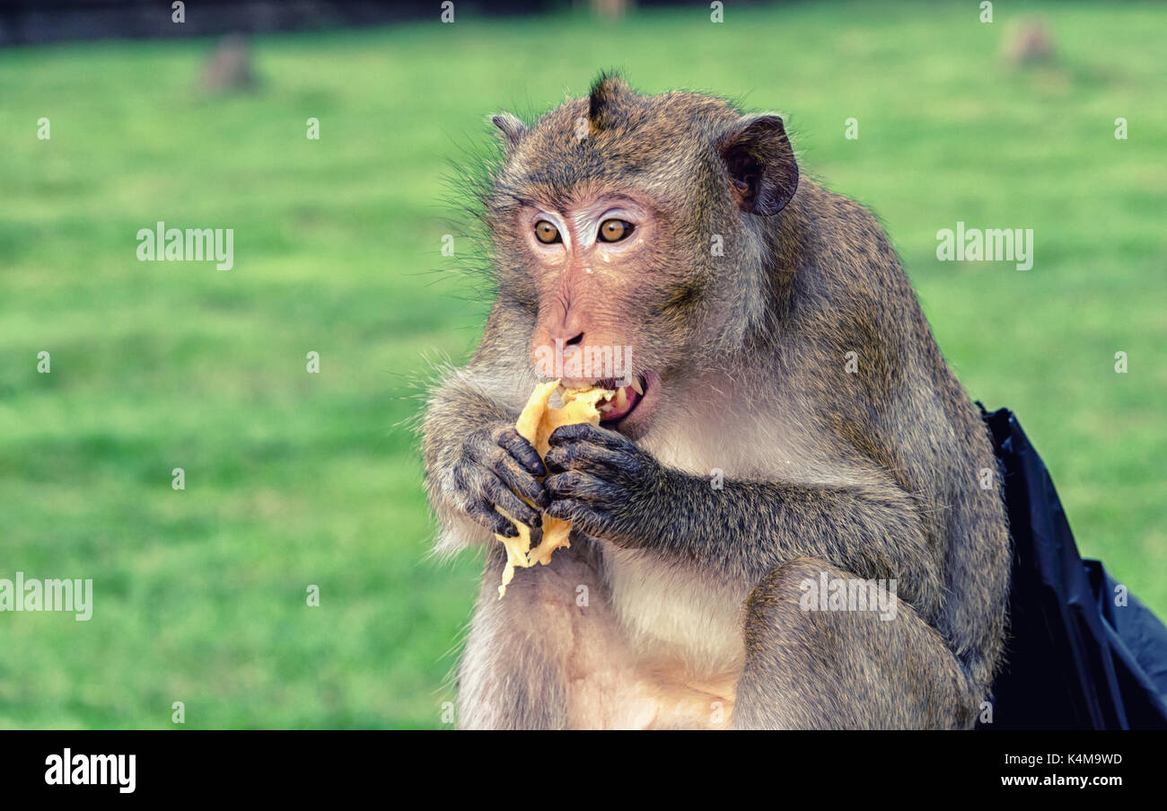 Cambodian long-tail monkey Stock Photo - Alamy