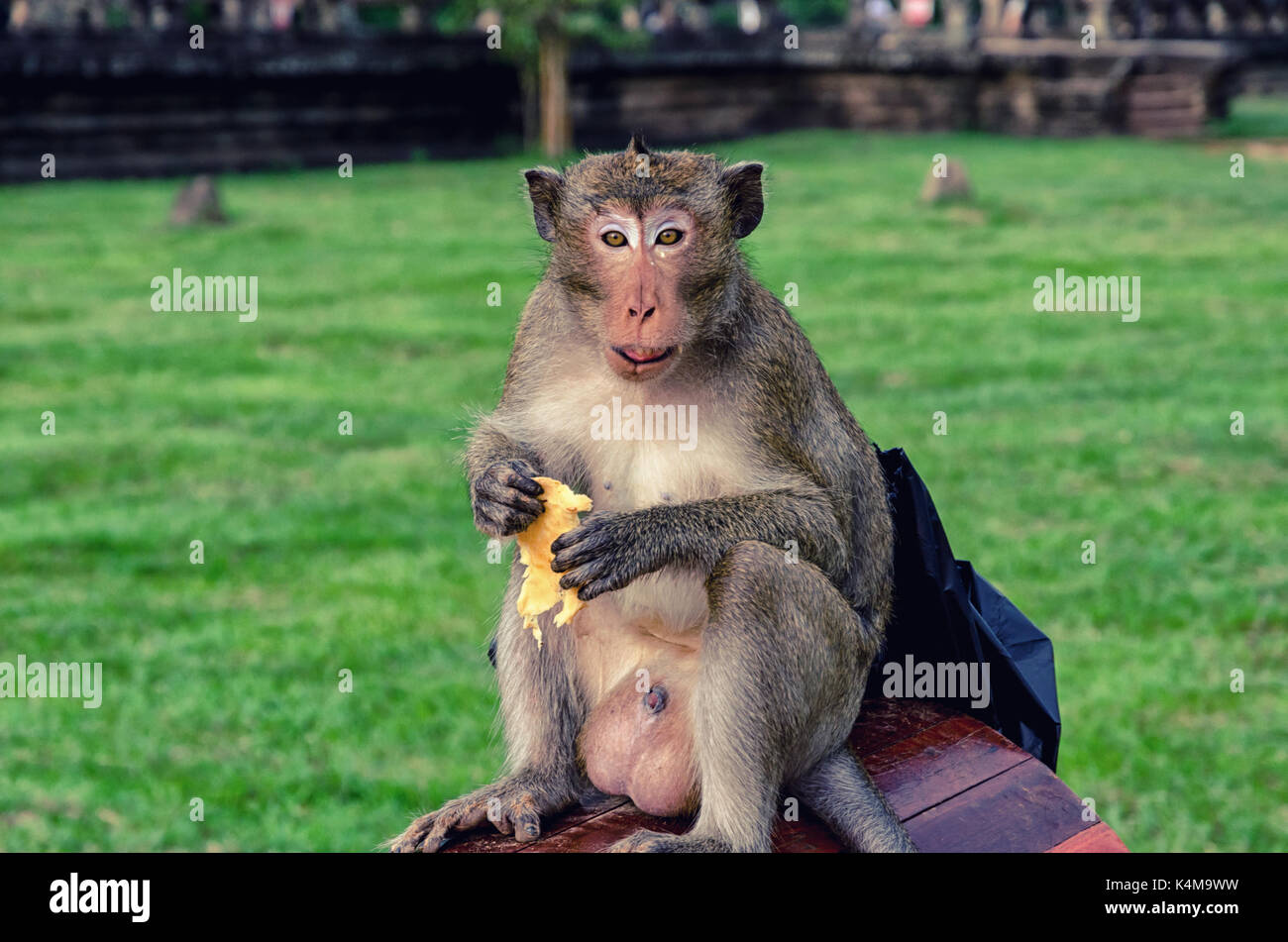 Cambodian long-tail monkey Stock Photo - Alamy