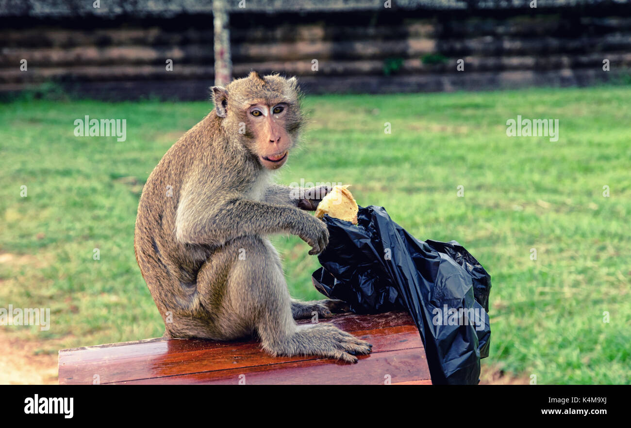 Cambodian long-tail monkey Stock Photo - Alamy