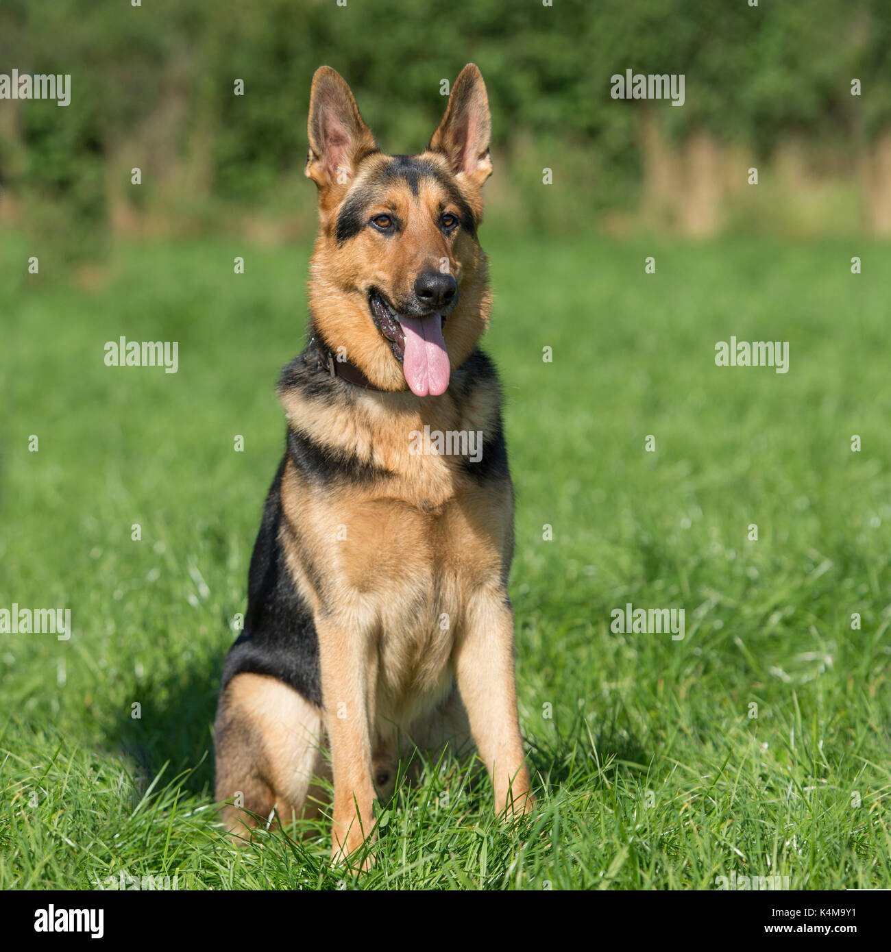 german shepherd dog Stock Photo - Alamy