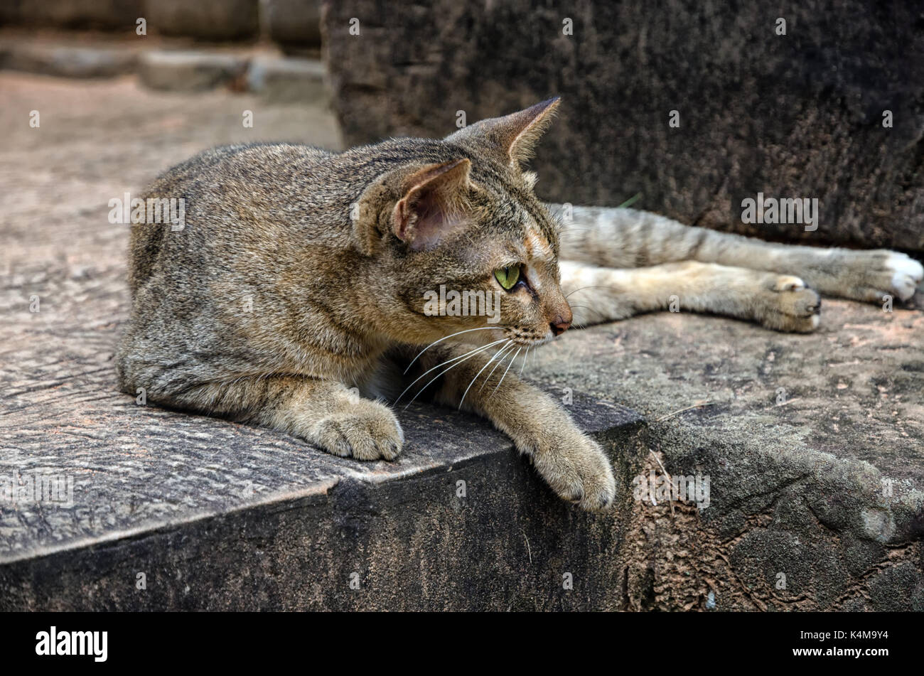 A cat from Angkor, Cambodia Stock Photo - Alamy