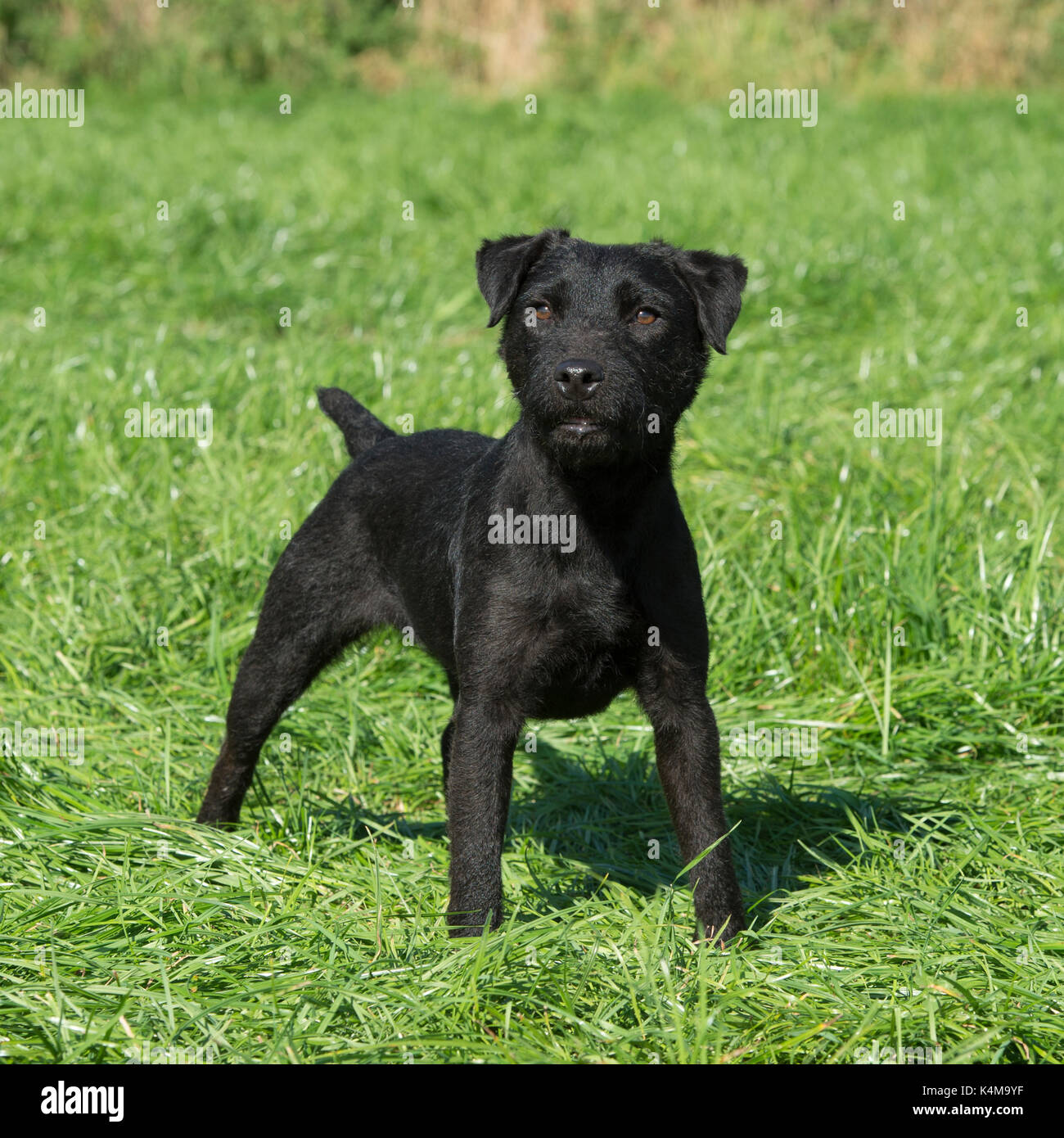 Patterdale Terrier Stock Photos & Patterdale Terrier Stock Images - Alamy