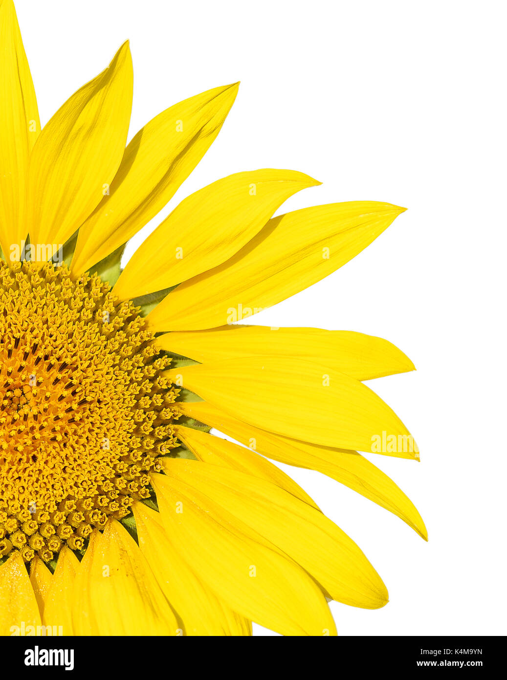 Single partial bright vibrant yellow sunflower on a white background ...