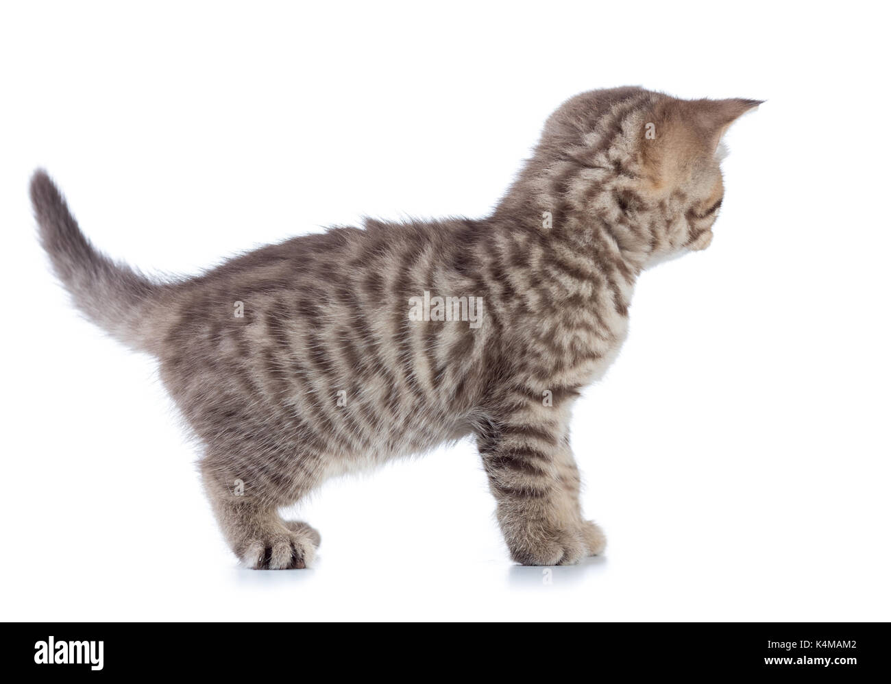 Walking cat back side view isolated Stock Photo - Alamy