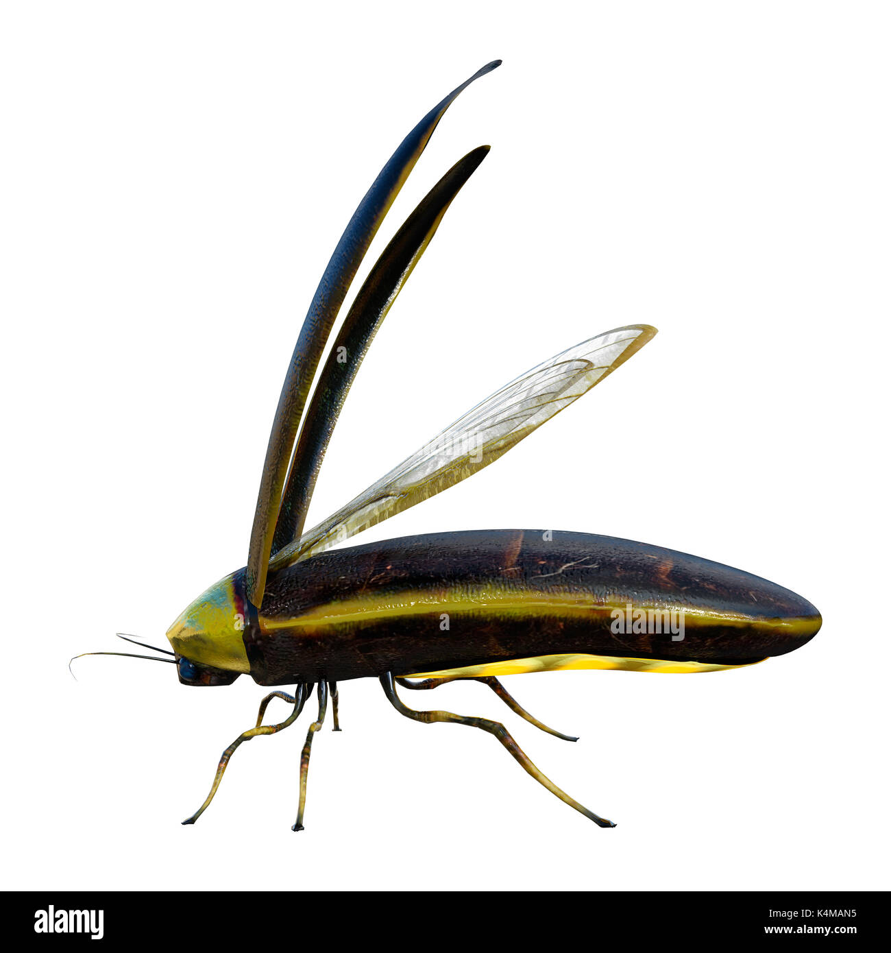 3D rendering of a lightning bug isolated on white background Stock ...