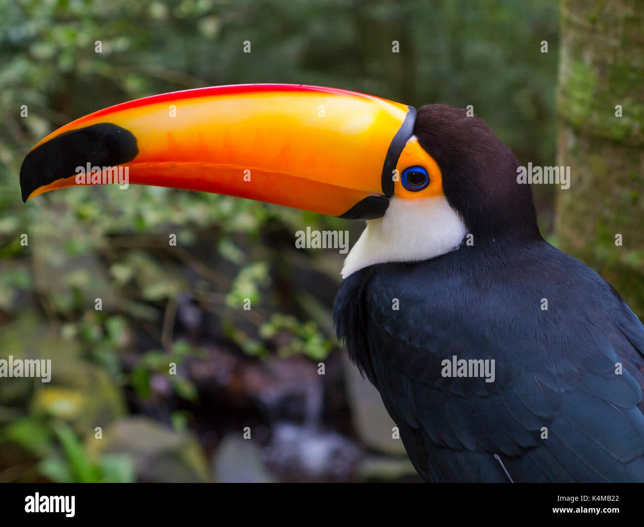 Brazilian tucano bird hi-res stock photography and images - Alamy