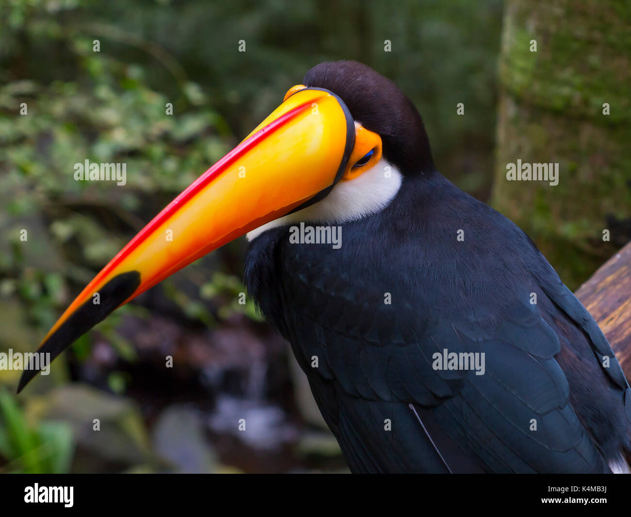 Brazilian tucano bird hi-res stock photography and images - Alamy