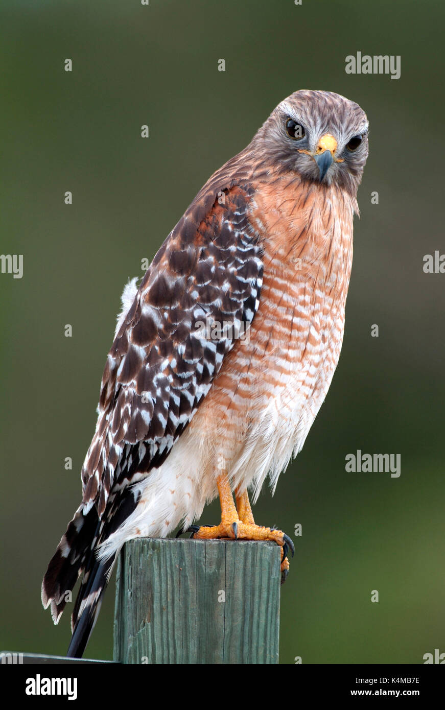Red shouldered hawk fence hi-res stock photography and images - Alamy