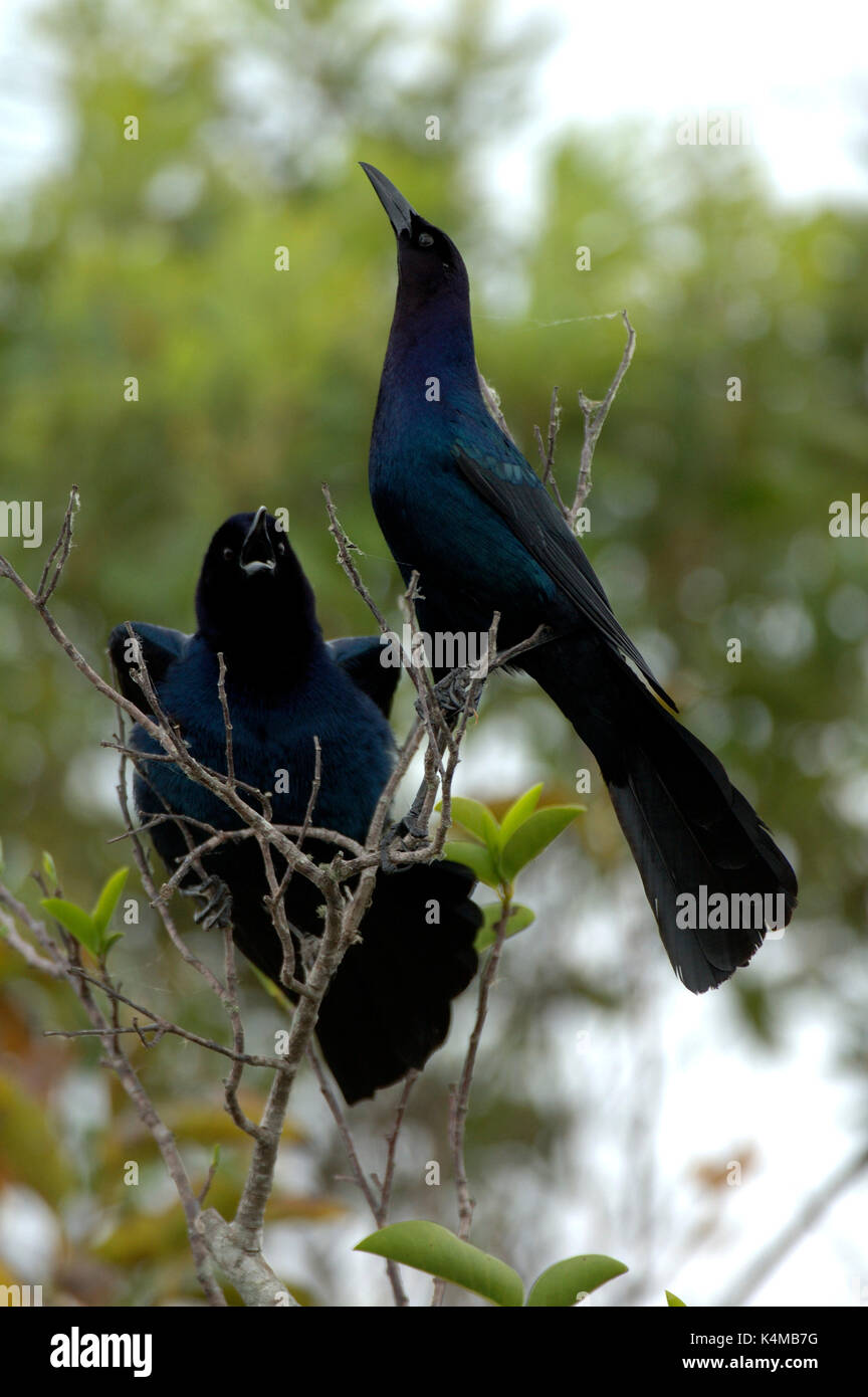 Boat Tailed Grackle, Quiscalus major, Florida Everglades, USA, male ...
