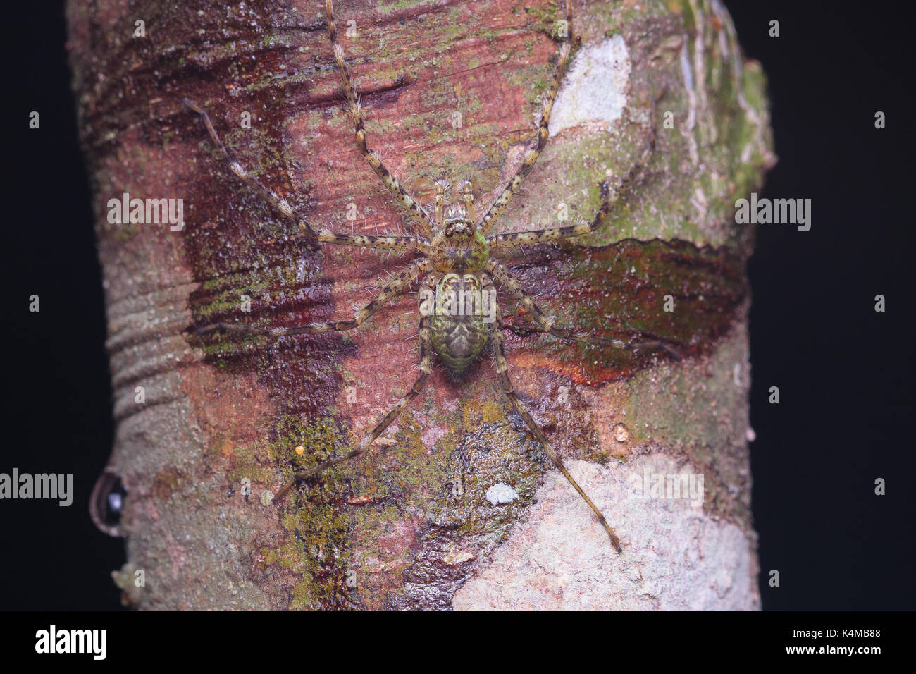 Lichen Huntsman Spider (Pandercetes sp Stock Photo - Alamy