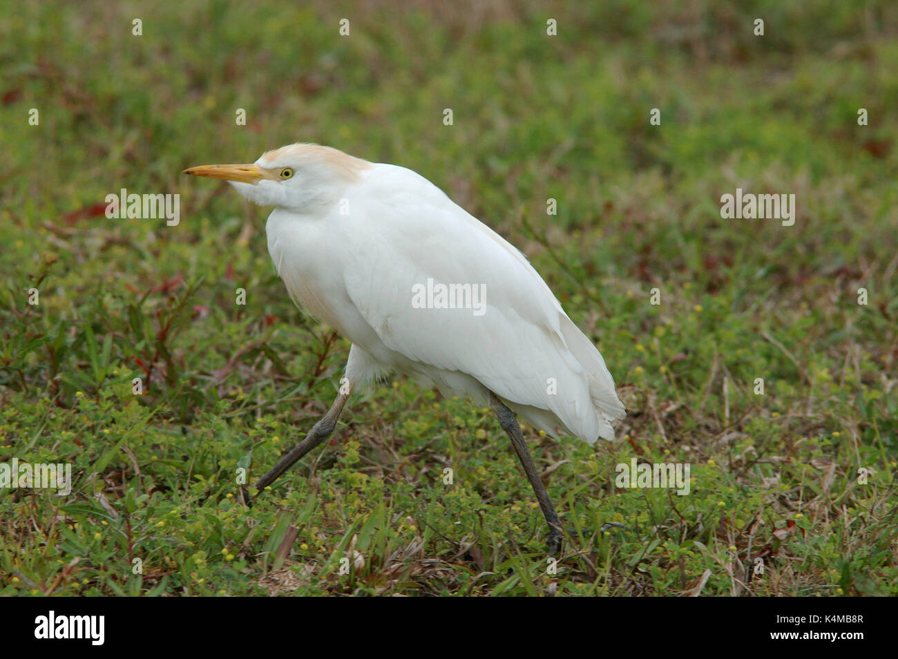 Cattle Egret, Bubulcus i. ibis, displaying, dancing, Florida Stock ...