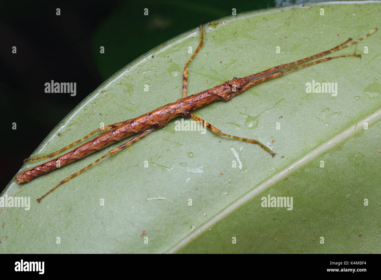 Phasmatodea sp hi-res stock photography and images - Alamy
