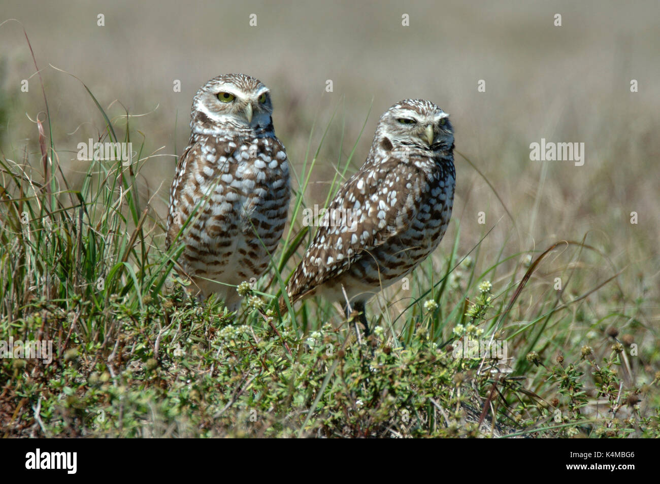 Burrowing Owl, Athene cunicularia, pair at nest, Florida, male and female Stock Photo - Alamy