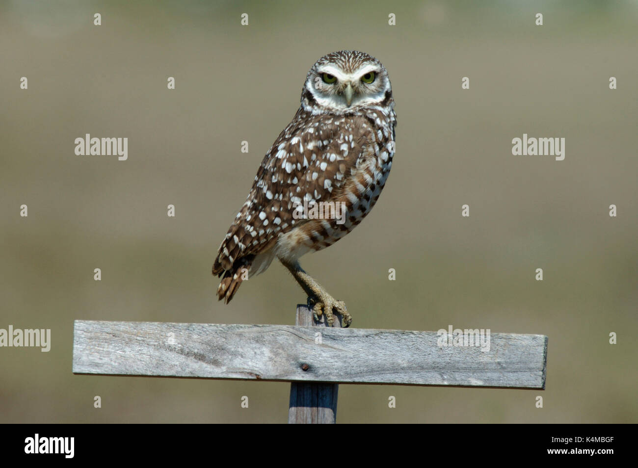 Burrowing Owl, Athene cunicularia, on post, Florida Stock Photo - Alamy