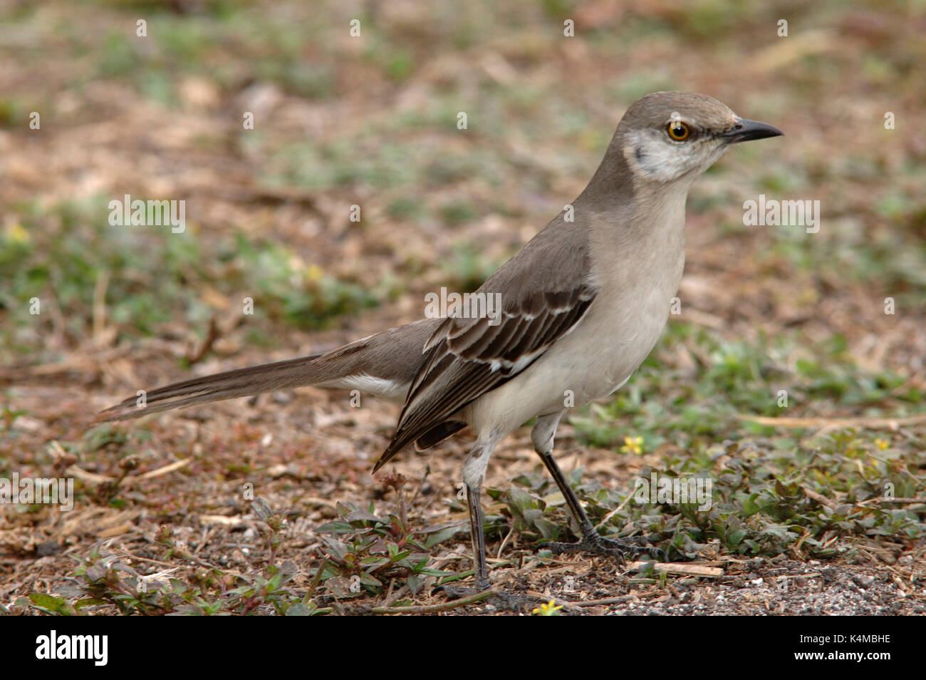 Mockingbird, Mimus polyglottos, Florida Stock Photo - Alamy