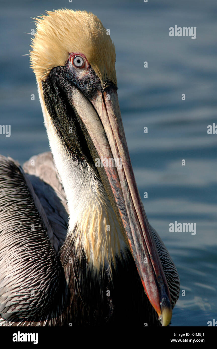 Brown Pelican, Pelecanus occidentalis, portrait showing eyes and long ...