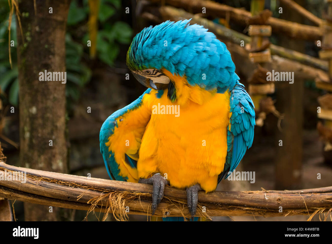 blue and yellow macaw in a brazilian park Stock Photo - Alamy