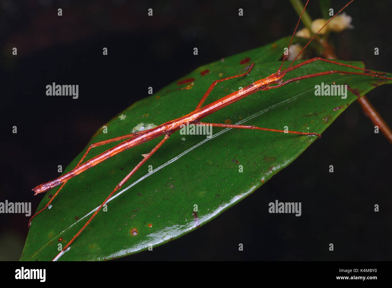 The acacus hi-res stock photography and images - Alamy