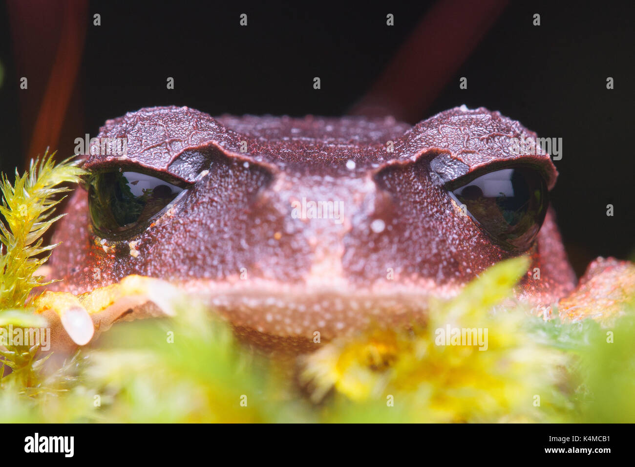 Montane Large-eyed Litter Frog (Leptobrachium montanum Stock Photo - Alamy