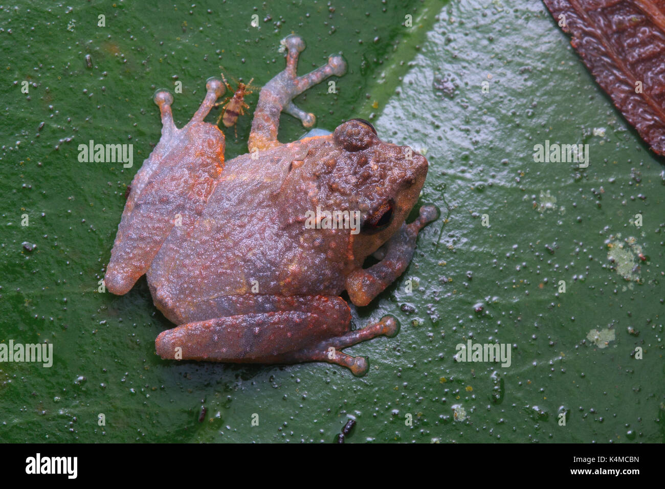 Cloud Bush Frog (Philautus nephophilus Stock Photo - Alamy