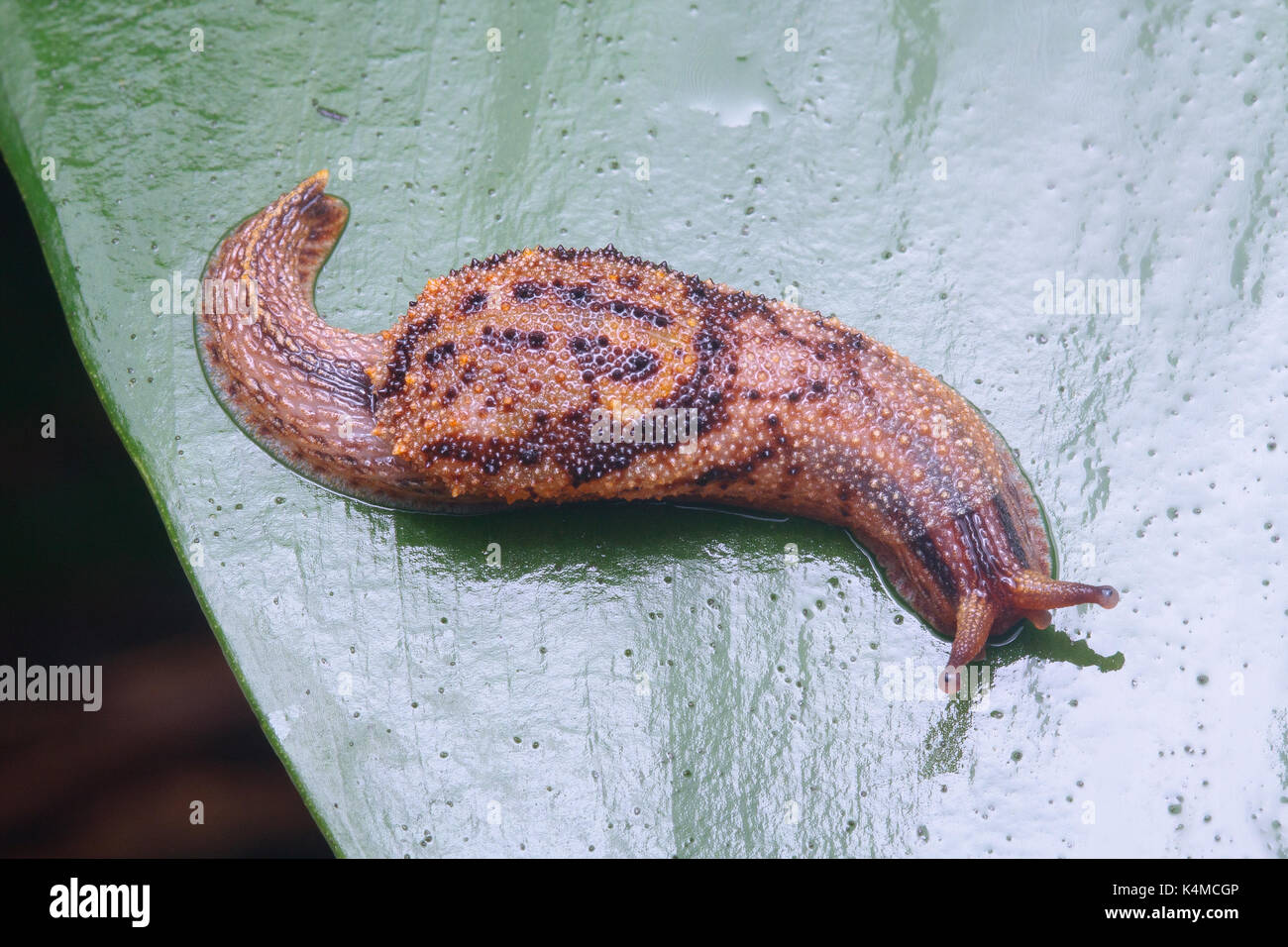 Semi-slug (Microparmarion sp Stock Photo - Alamy
