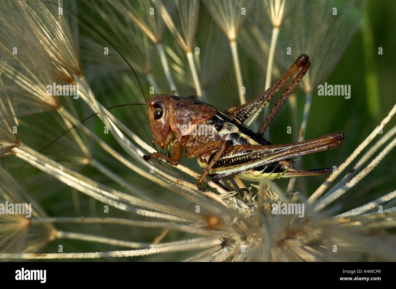 Bush Cricket, Orthoptera, Tettigoniidae, France on flower seed head ...
