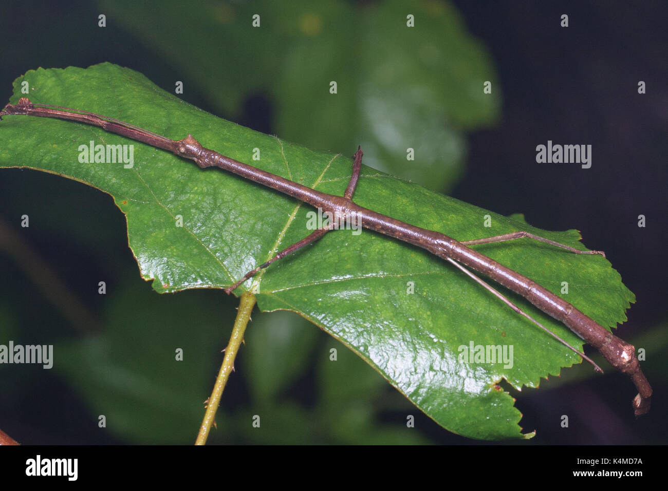 Lonchodes sp hi-res stock photography and images - Alamy
