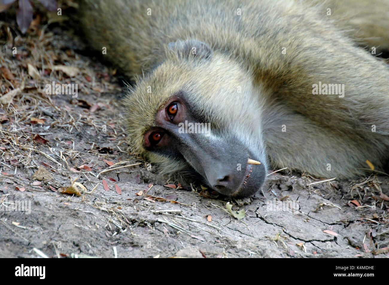 Baby Baboon Teeth