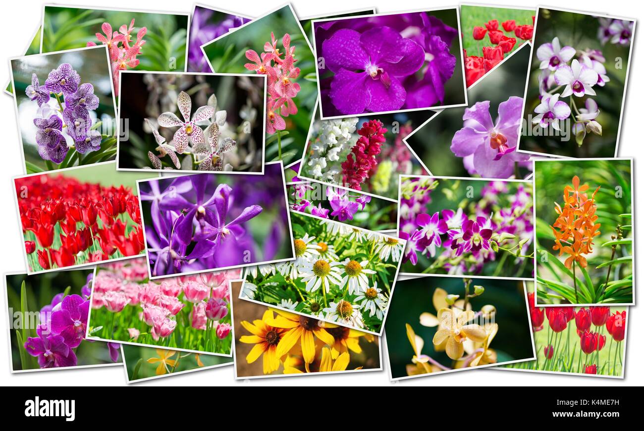 Collage of various flowers in nature concept Stock Photo - Alamy