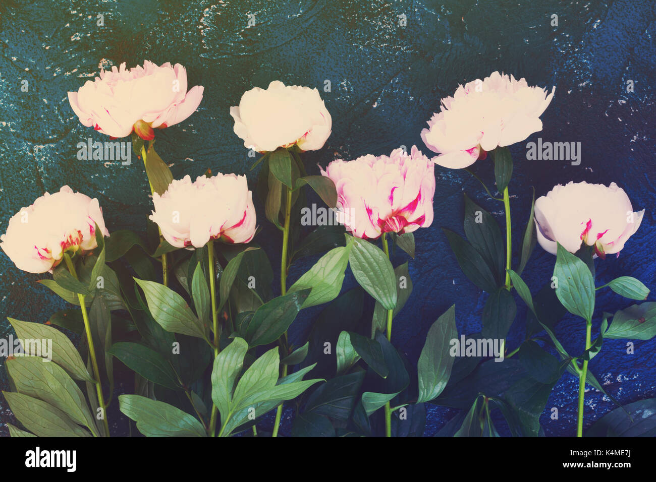 Fresh peonies on blue Stock Photo - Alamy