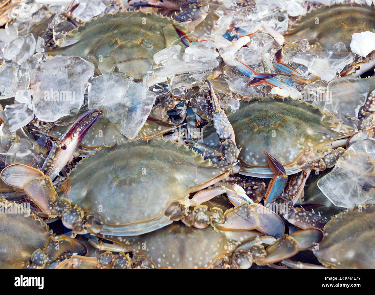 Fresh crabs in the box Stock Photo - Alamy