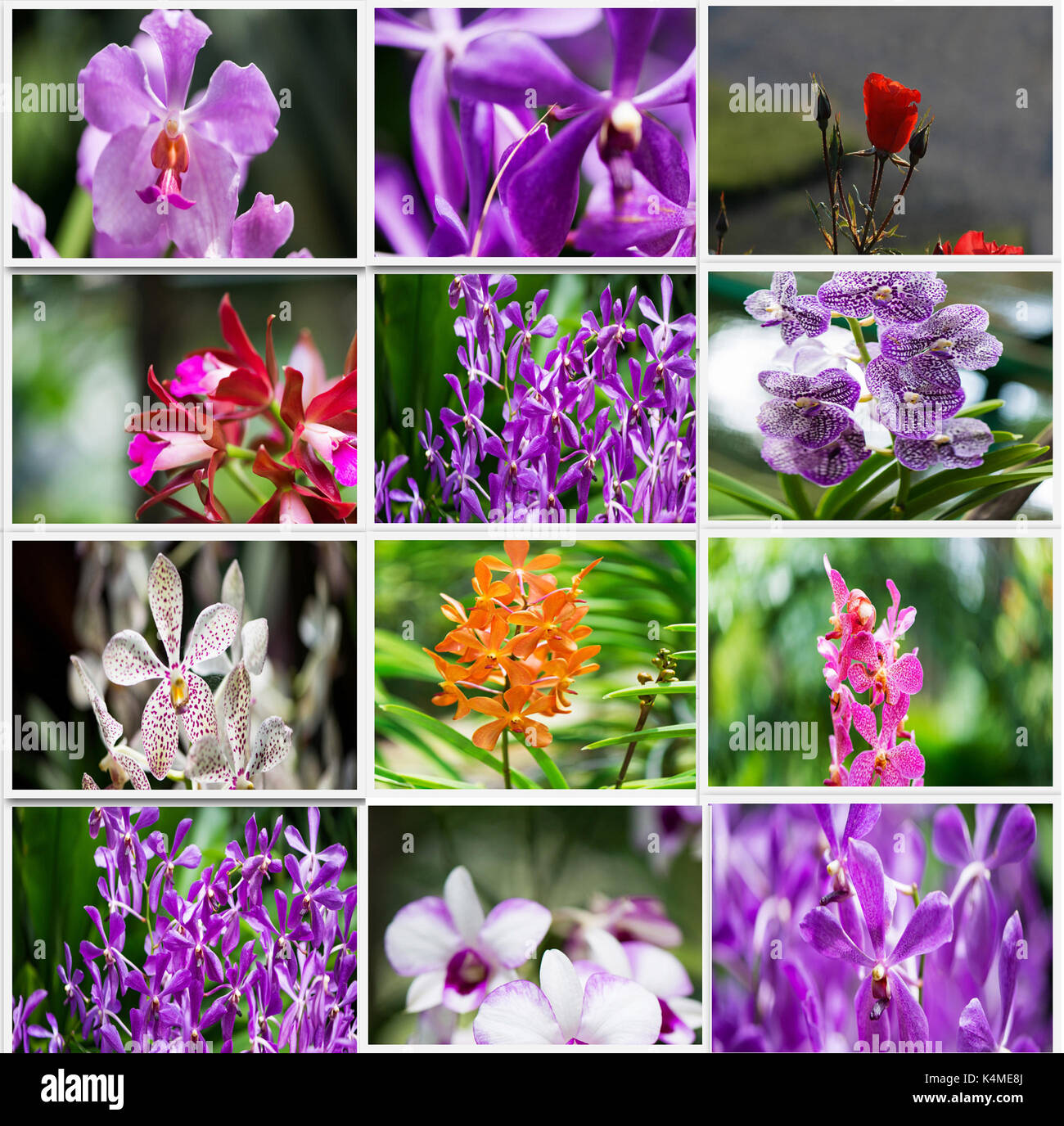 Collage of various flowers in nature concept Stock Photo - Alamy