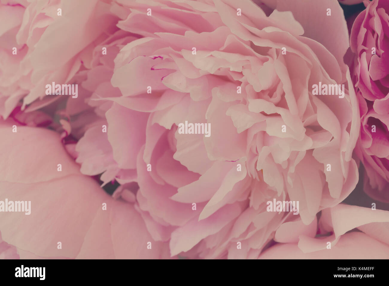 Pink floral background Stock Photo - Alamy