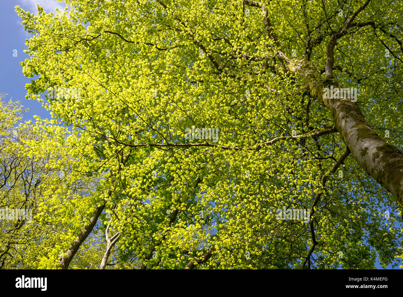 Spring foliage on mature trees hi-res stock photography and images - Alamy