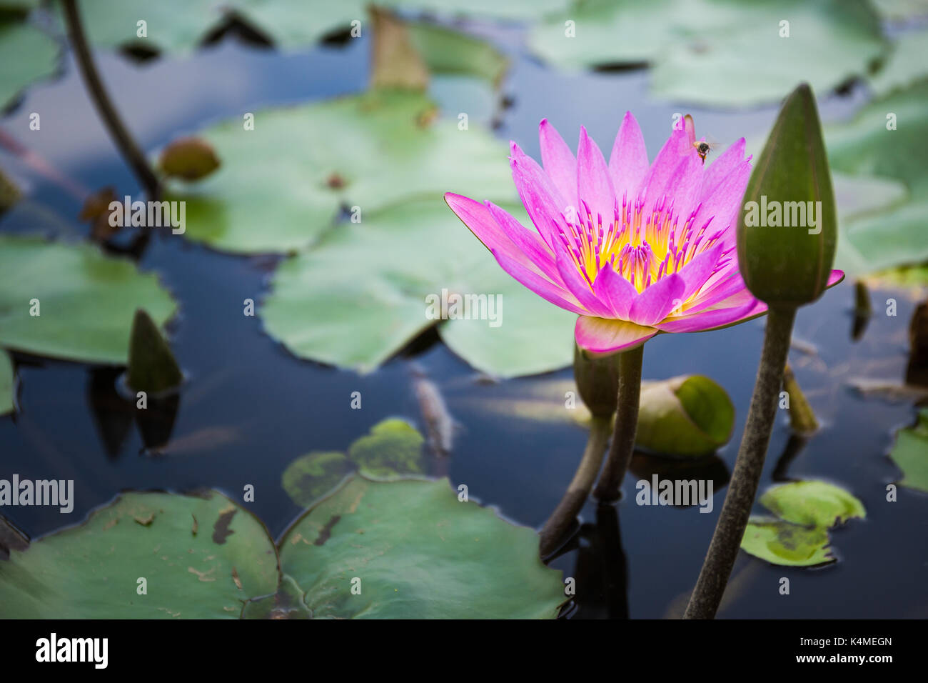 Hilighted pink lotus and bee with darker background Stock Photo - Alamy