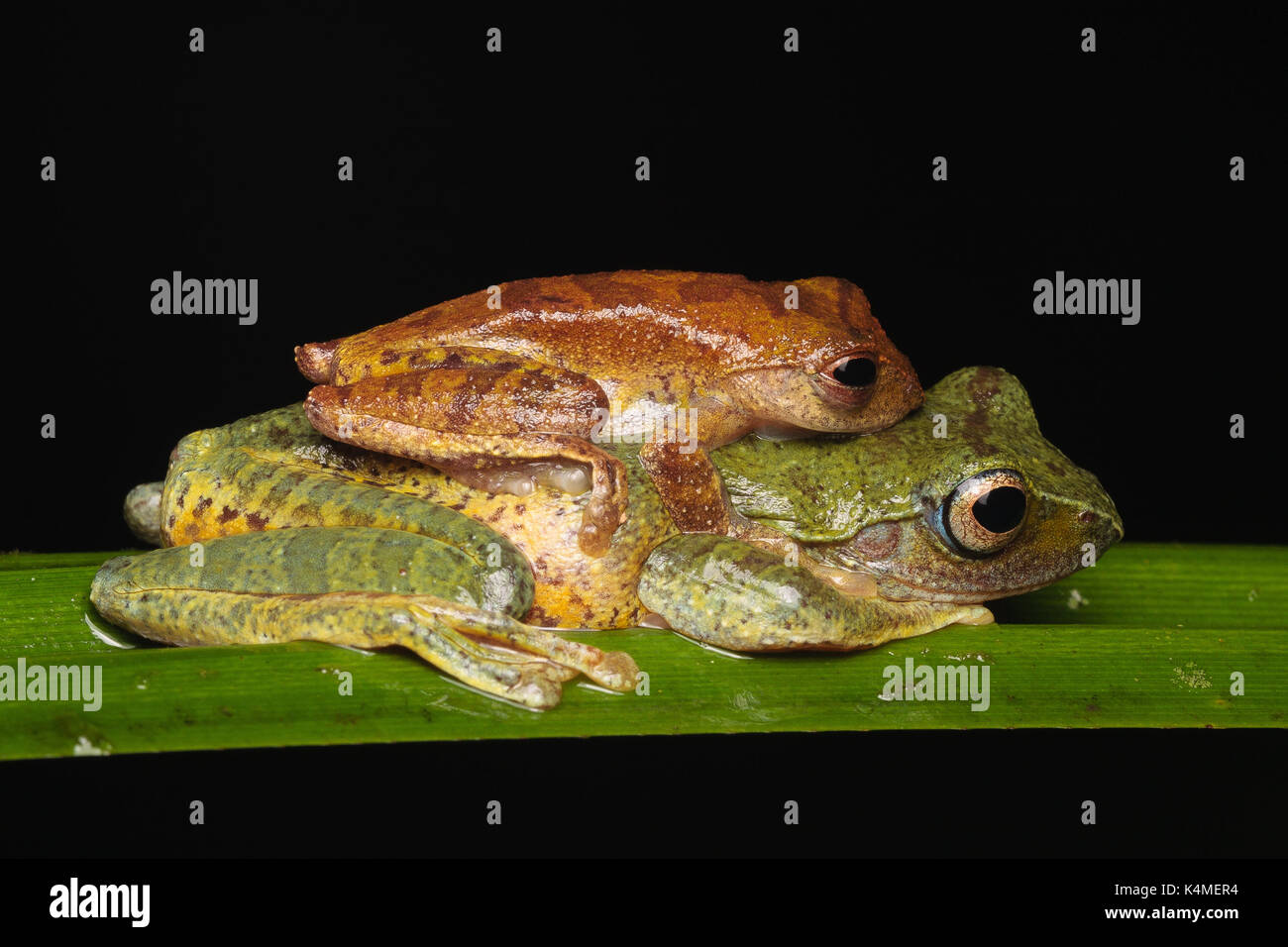 Mating Masked Tree Frog (Rhacophorus angulirostris Stock Photo - Alamy