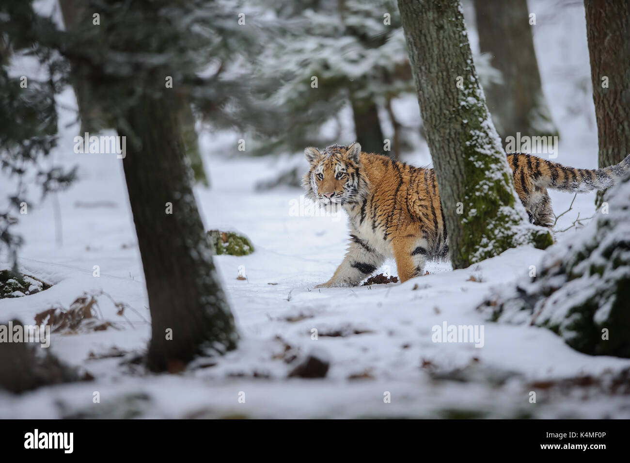 Siberian Tiger Snow Forest High Resolution Stock Photography and Images ...