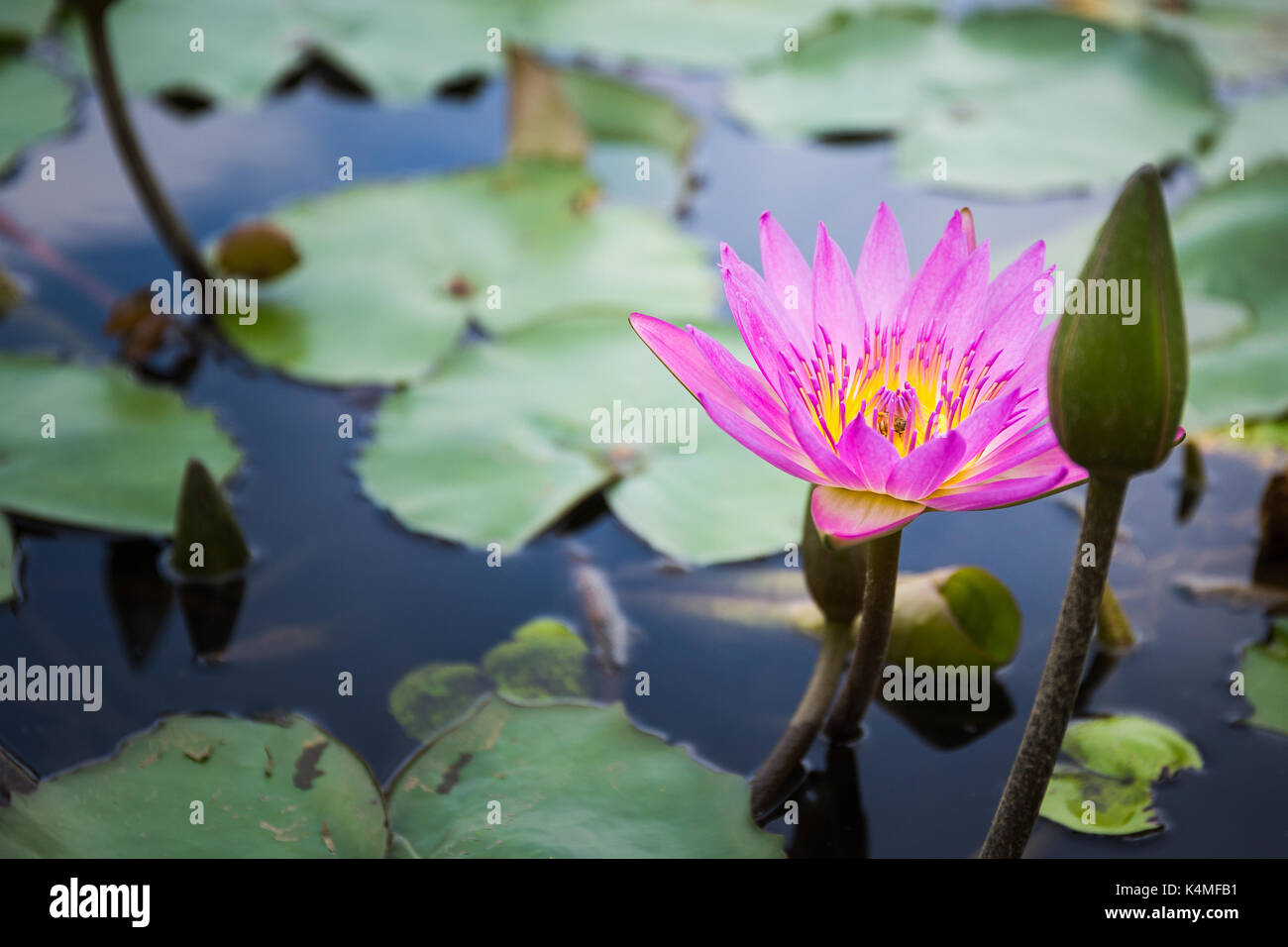 Hilighted pink lotus and bee with darker background Stock Photo - Alamy