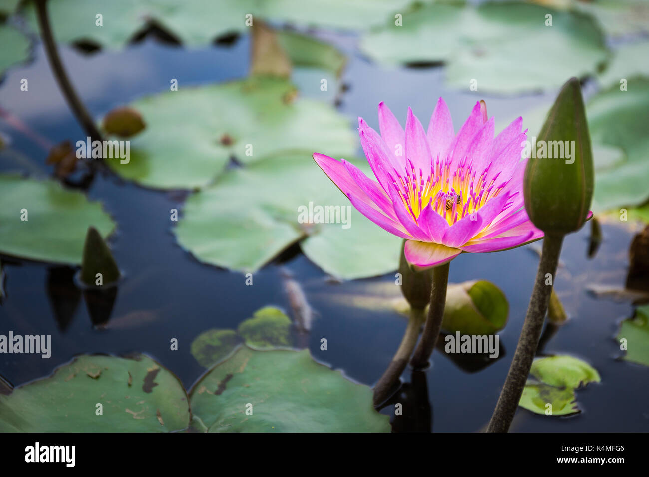 Hilighted pink lotus and bee with darker background Stock Photo - Alamy